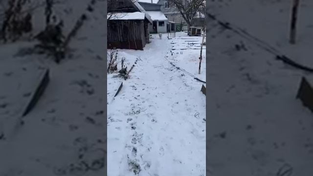 Забавные животные #животные #прикол #спорт