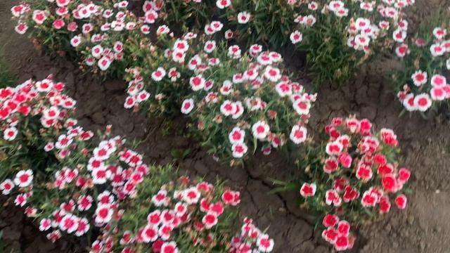 Калейдоскоп гвоздик