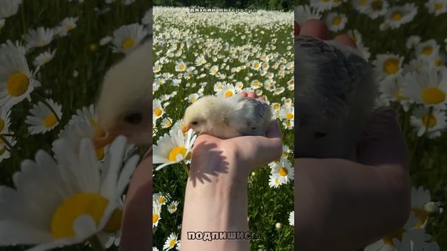 природа #shorts 2