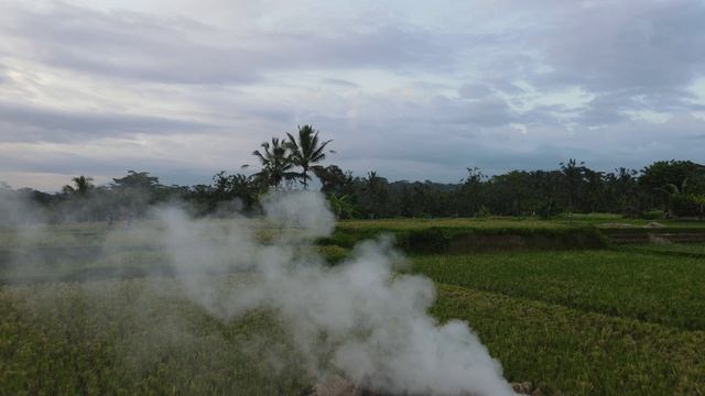 Зачем они разжигают костры на своих знаменитых рисовых полях? Это Бали, Индонезия