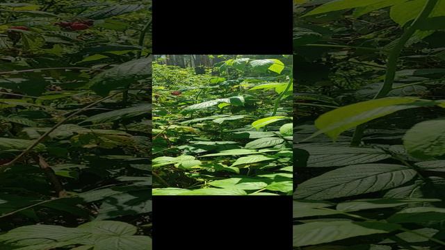 Первый раз в 2024г лесу собираем малину и ягоды