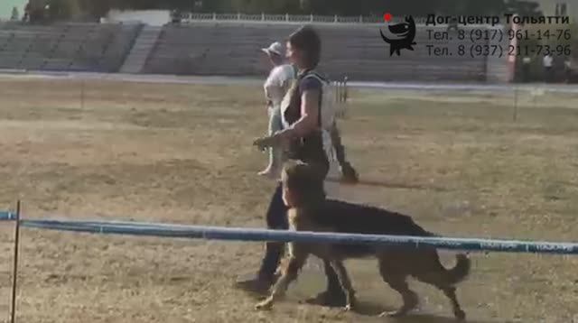 Гудкина Мария и овчарка Грей. ОКД. Чемпионат России. Липецк, 6 сентября 2019.