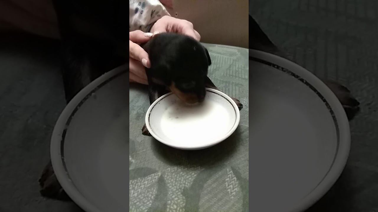 Истислав в Зените Удачи, первый прикорм (21 день), щенки цвергпинчера.