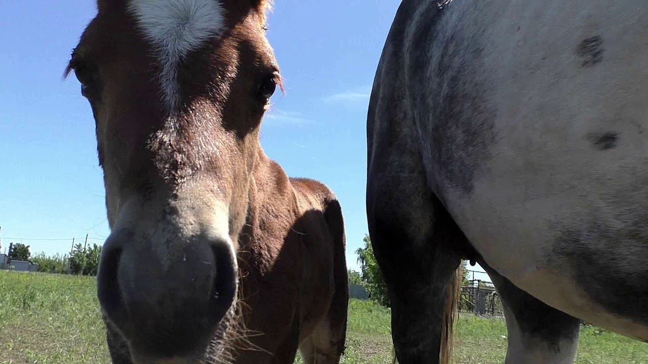 Лошади фильм 16