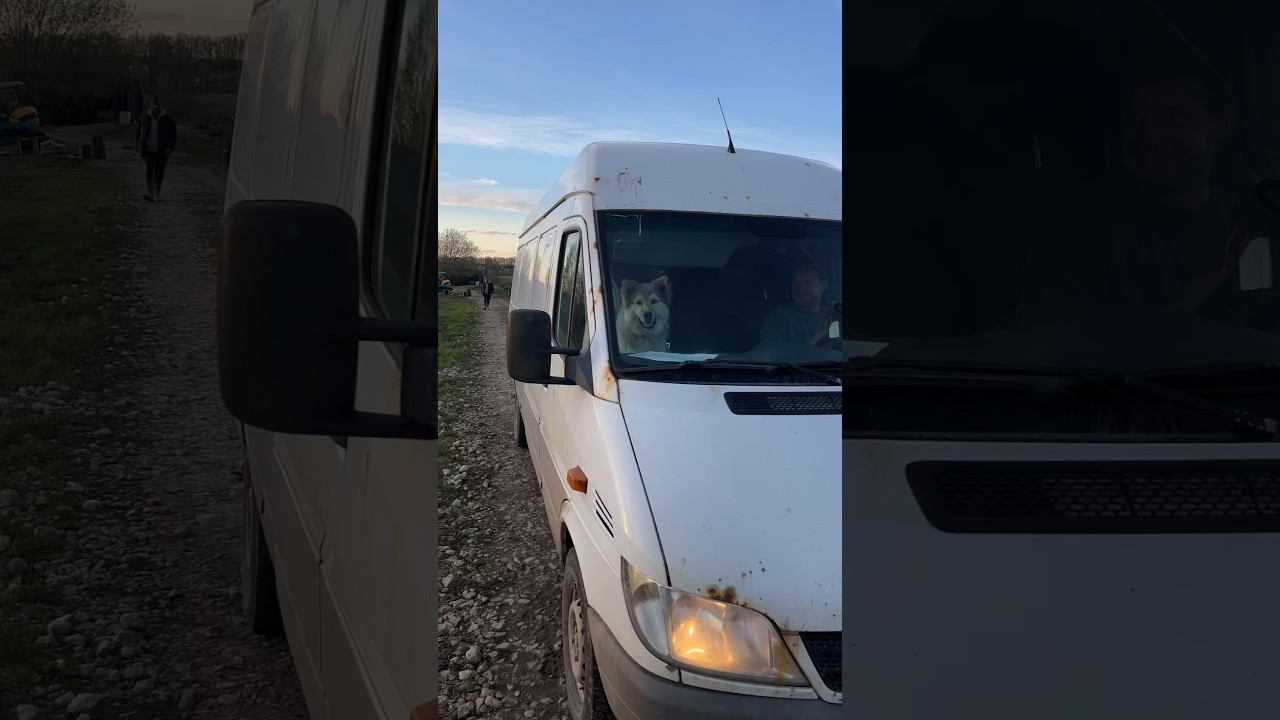 Миг пешком не ходит. Он Босс #собака #мигпёс #husky #новоеархангельское