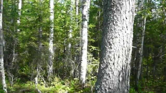 Советы по ориентирование в тайге (продолжение) 21