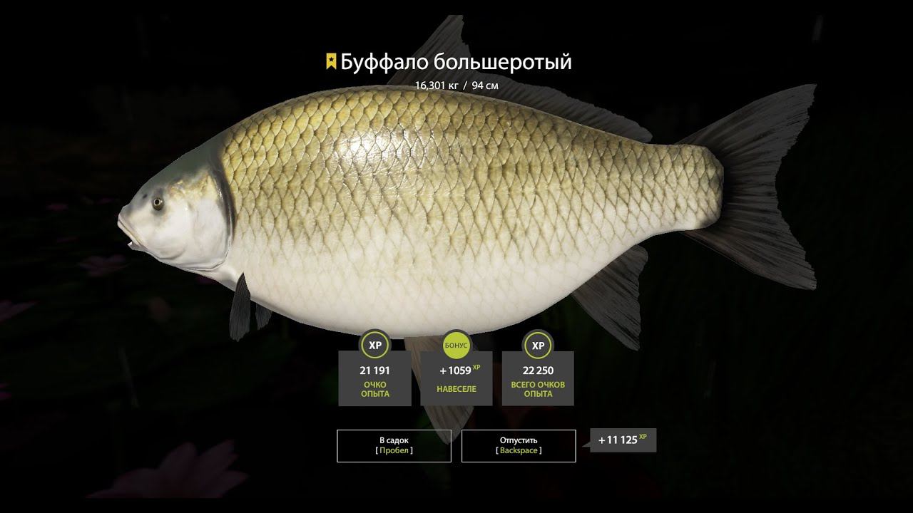 Russian Fishing 4 АХТУБА. БУФФАЛО.  БОЛОТО.