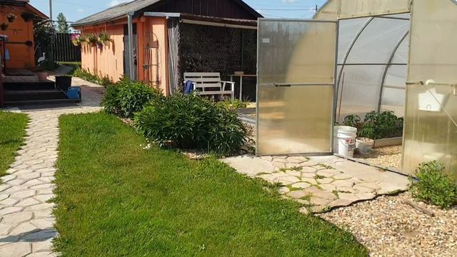 Подкормка перцев