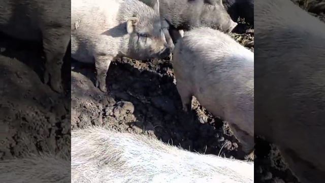 У нас в хозяйстве пополнение!!!!!!.