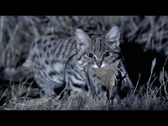 МУРАВЬИНЫЙ ТИГР - маленький, но смертоносный ночной охотник! Это южноафриканская пятнистая кошка