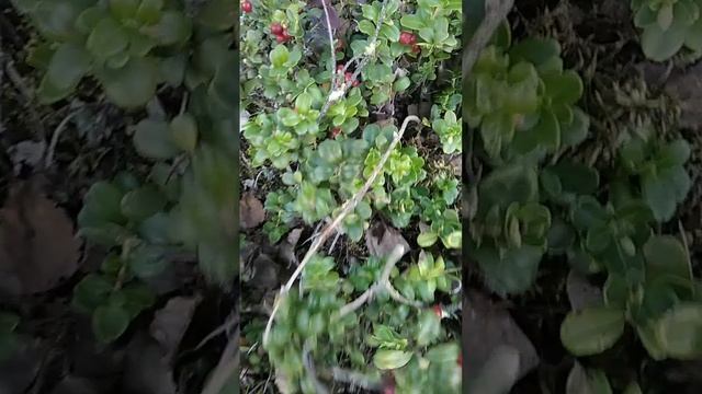 Не успеваем собирать красные грибы ????