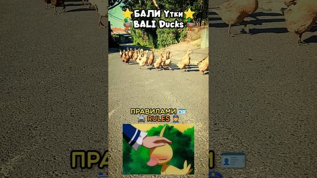 ? «Bali Ducks / Бали Утки»