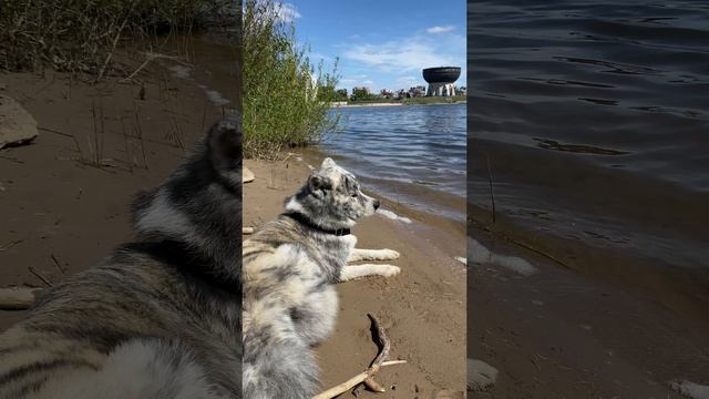 Собачий релакс