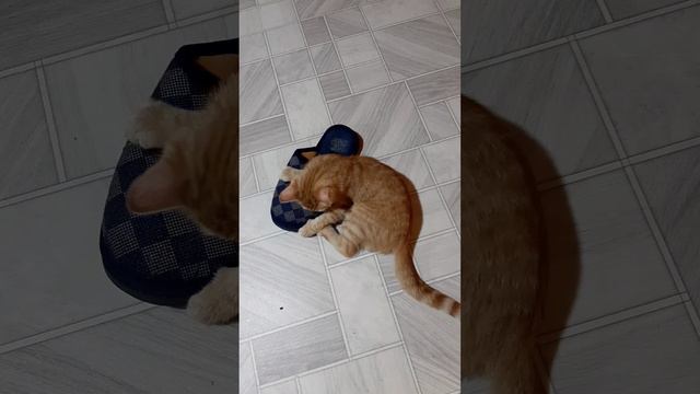 дерзкое нападение на тапок)) #shorts