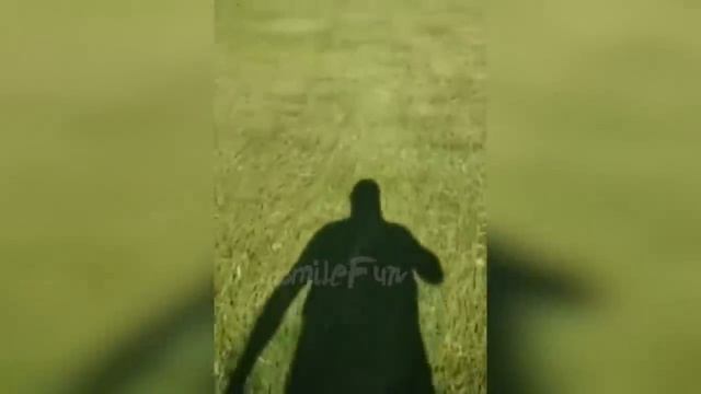 СМЕШНЫЕ КОТЫ 2020 КОШКИ Приколы С Котами и Кошками Funny Cats.mp4