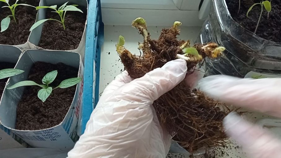 прислали клубнику