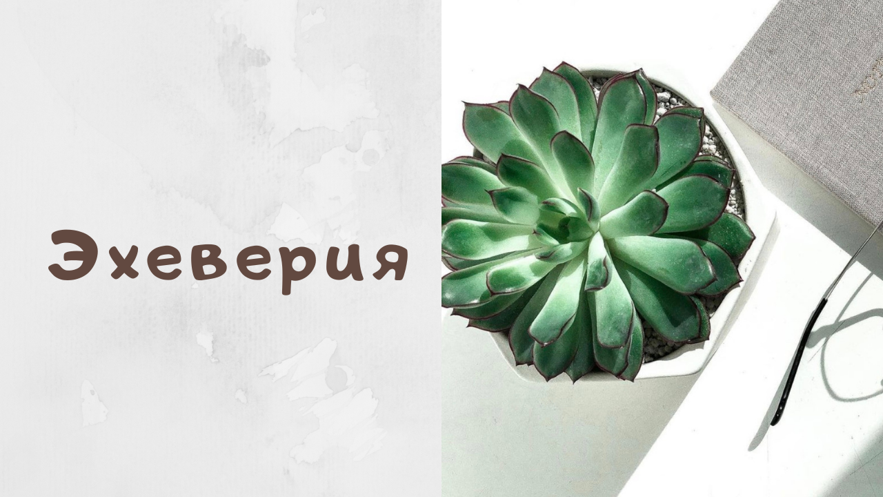 Эхеверия. Эчеверия. Каменная роза. Размножение листом