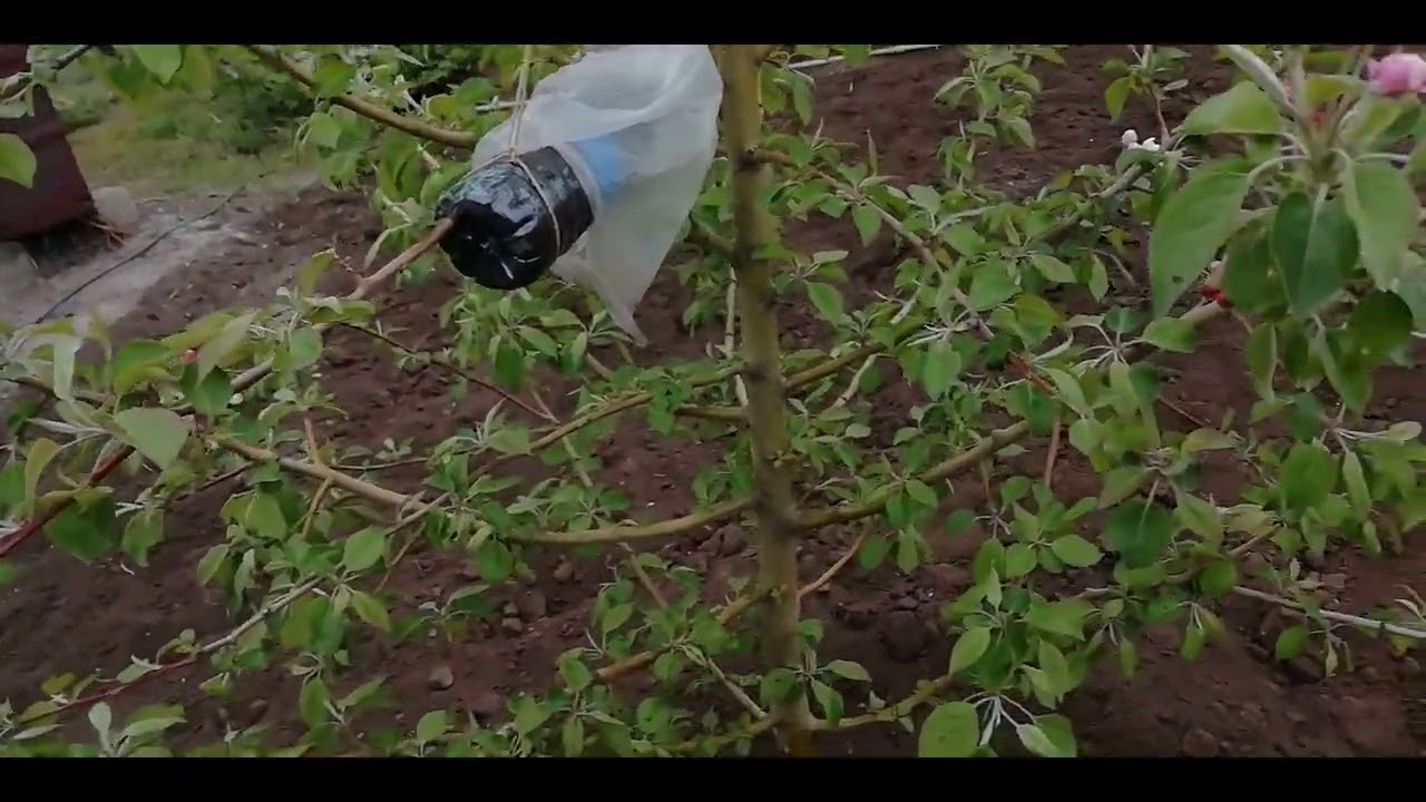 Деревья погрызли мыши. Состояние деревьев на 9 мая 2022