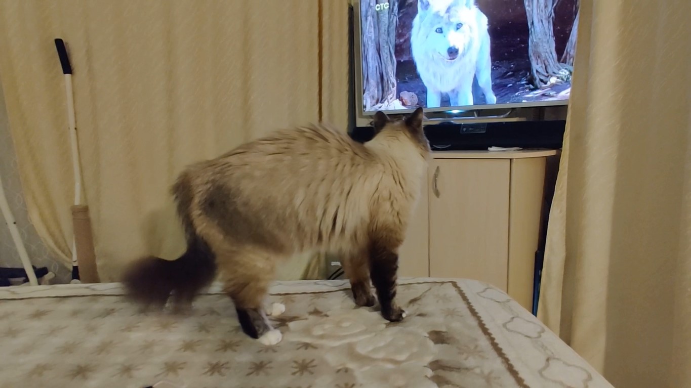 КОТ МАРКИЗ смотрит фильм и переживает за МАУГЛИ!