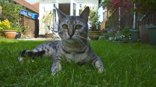 Бенгальская кошка: описание породы