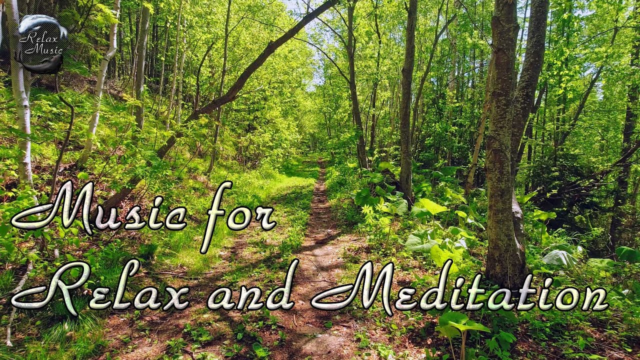 Расслабляющая музыка, щебетание птиц и расслабляющая прогулка по лесной тропе