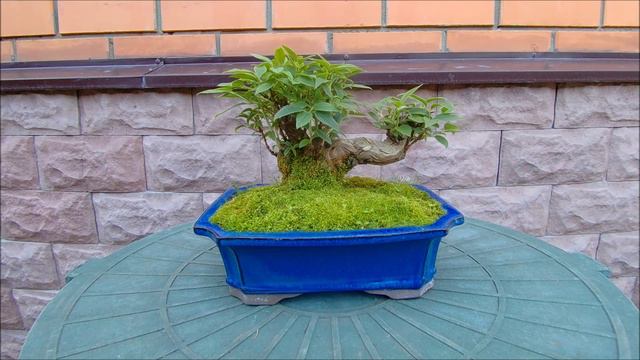 Бонсай чубушники лето 2024 год