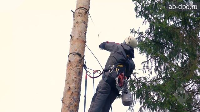 Арбористика. Способ перемещения по стволу дерева