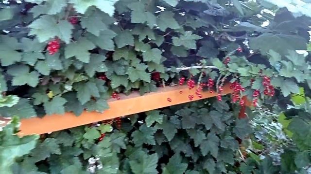 #ягодные_кустарники#смородина#ежевика Собираю урожай!Встретила монстрика!).mp4