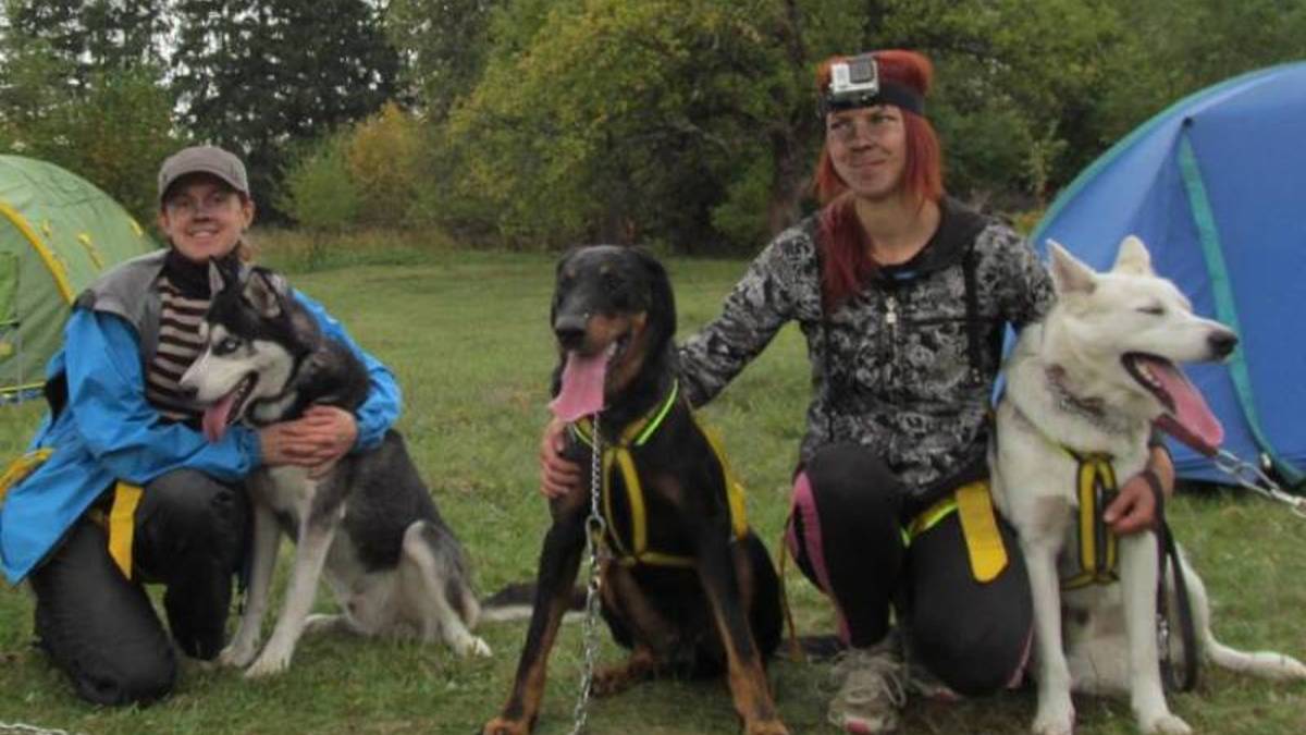 Целомудренным язвам ...