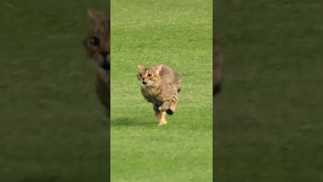 Милый котик на поле