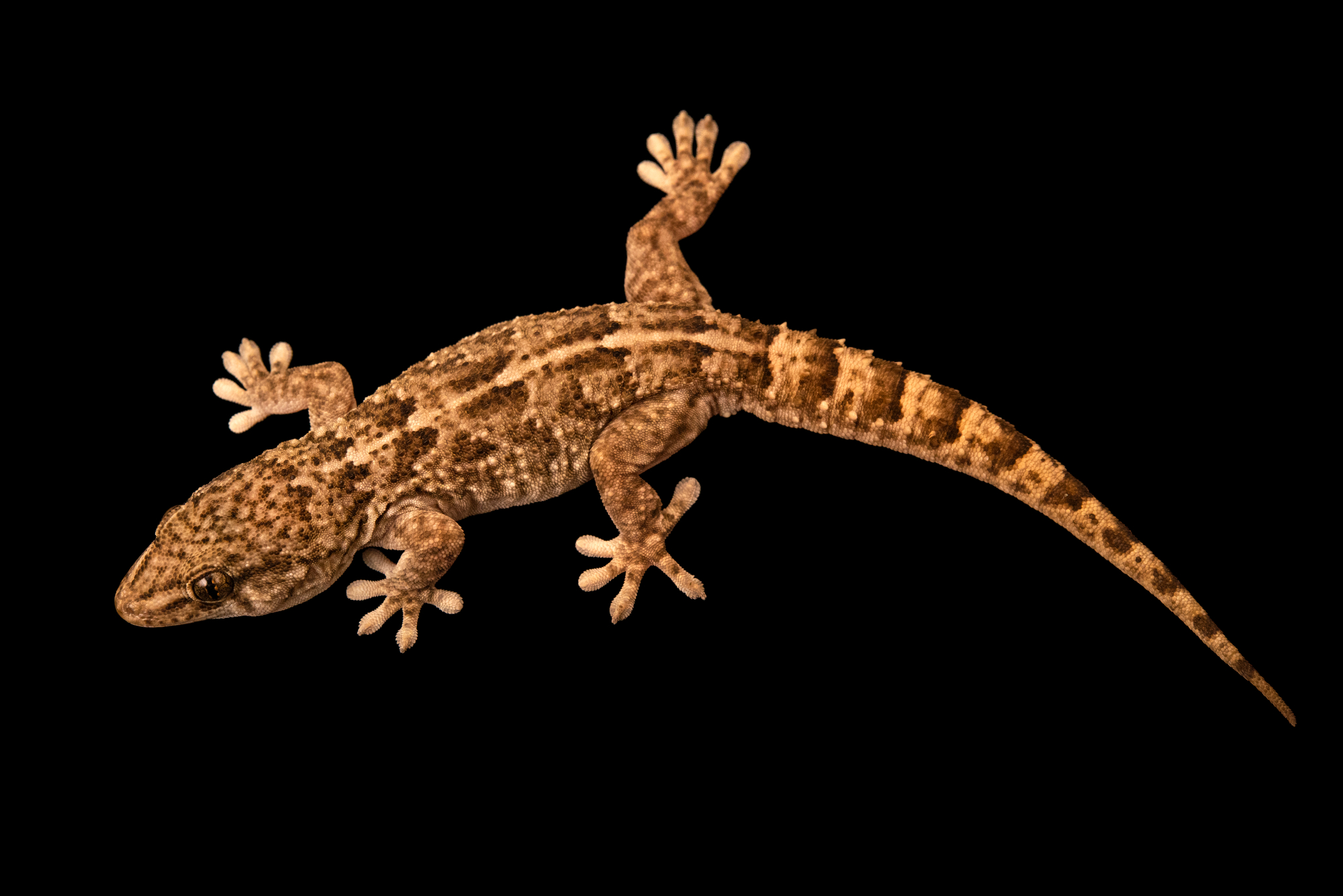 Lopastekhvosty gekkon