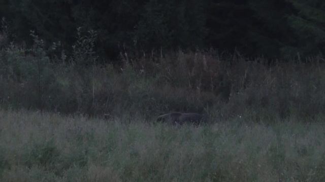 Медведь кормиться на полях. Часть № 8