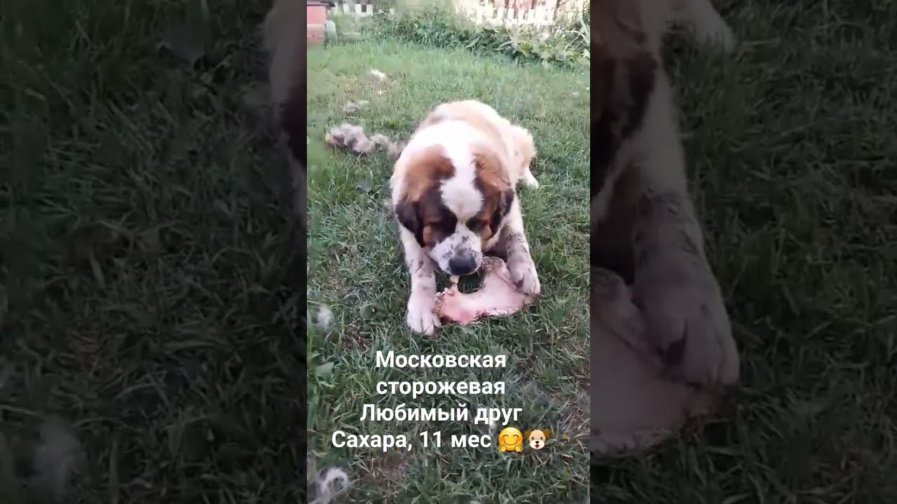 Московская сторожевая, Любимый друг Сахара. 11 мес