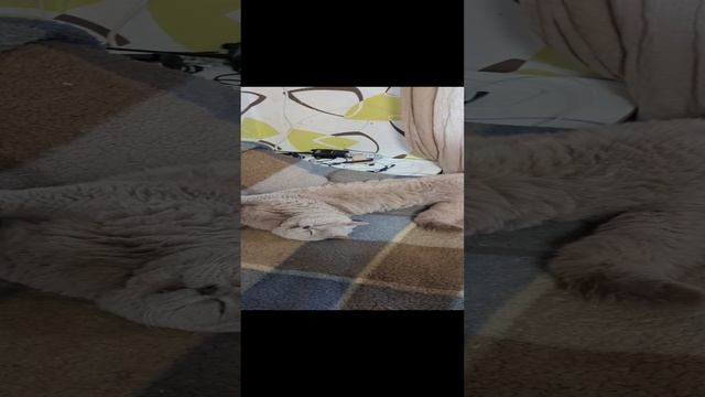 Трясем ножкой ?