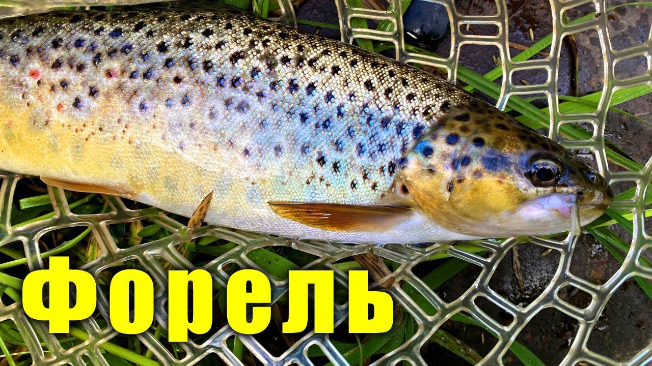 Хариус, форель. Рыбалка в Ленинградской области. Часть 1. Июль 2022.