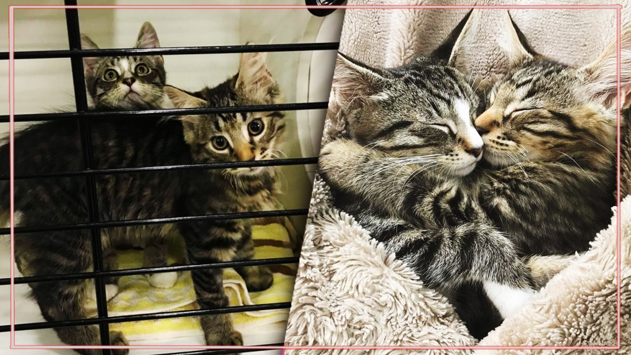 Пара пришла в приют за котёнком. Но увидев в клетке неожиданную картину, они приняли лучшее решение!