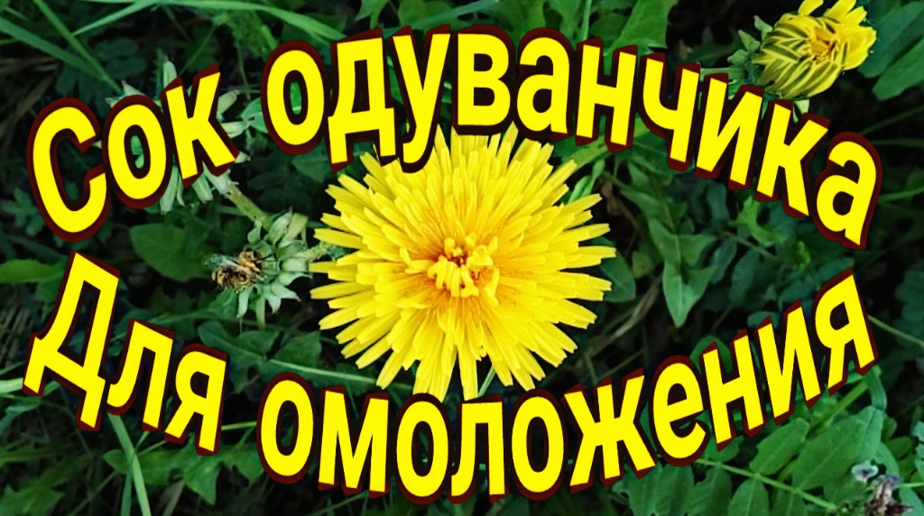 Сок одуванчика для омоложения