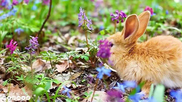 Музыка для души.Мягкая музыка для снятия стресса