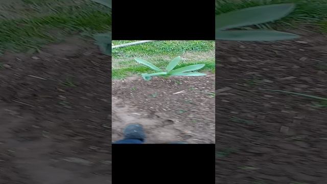 Лук семейка, лук Суворова, чеснок Любаша.