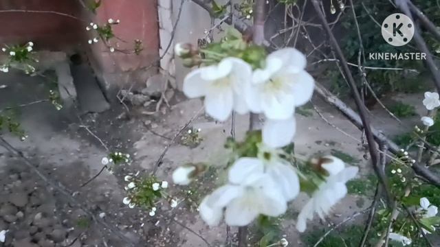 Весенняя красота и весенняя работа