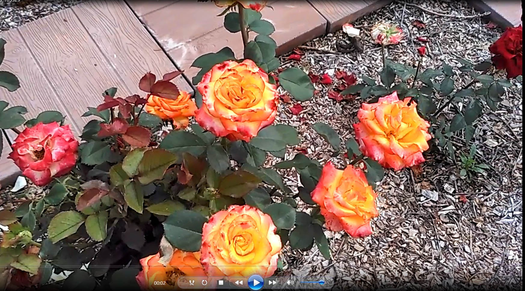 Как посадить розарий что бы он красиво смотрелся