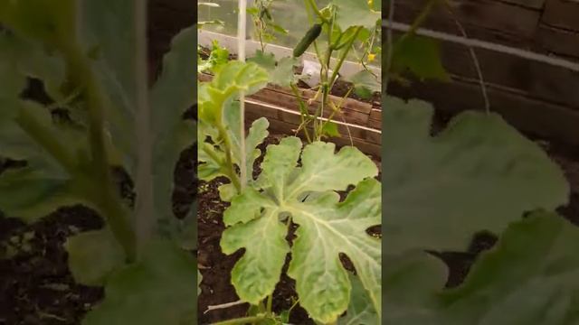 Огурцы для раннего урожая. Обзор огуречной теплицы.7.06.21..mp4