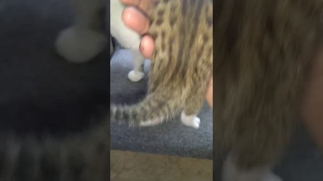 Маленький Масиус.