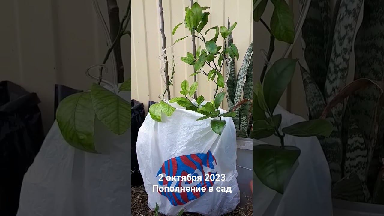 Пополнение в сад  2 октября 2023 г.