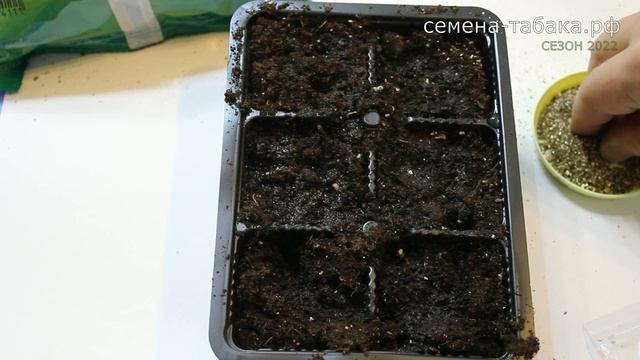 СЕЗОН 2022. #1 ПОСАДКА СЕМЯН ТАБАКА И МАХОРКИ