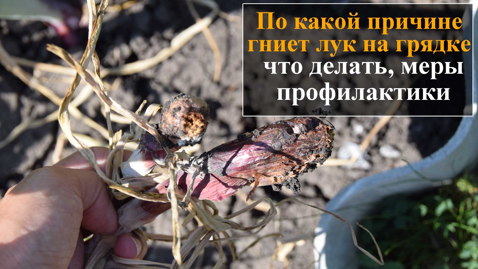 Почему гниёт лук на грядке