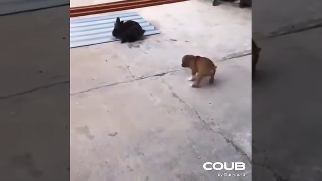 Необычная дружба кроликов и собак в  России! Крольчата и щенчки!