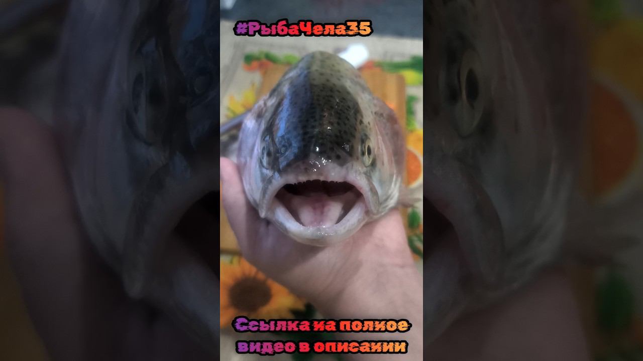 ПОЙМАЛ ФОРЕЛЬ НА 3кг НА Рыбинском Водохранилище. Засолка красной рыбы.