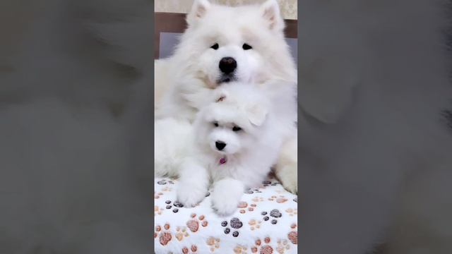 Семейное видео