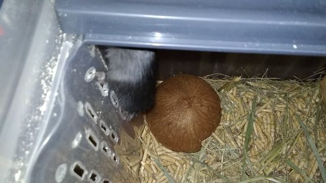 Песчанка Катька